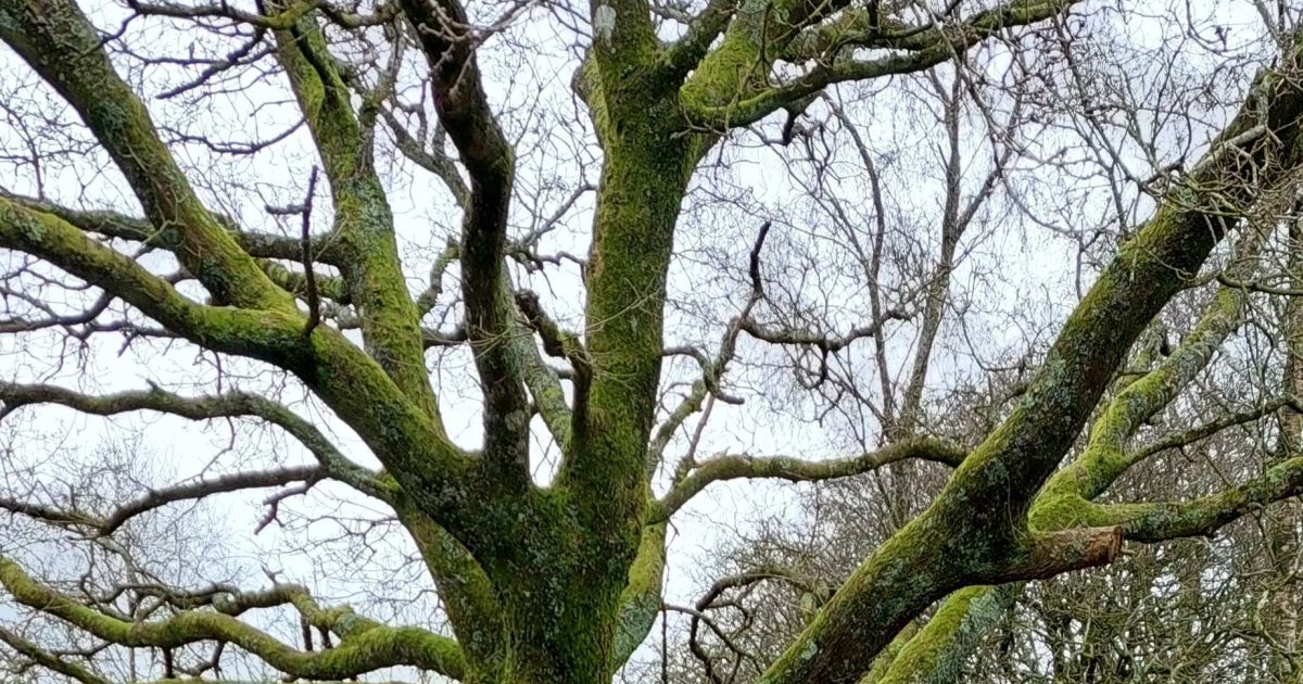 Compton Circular. - Ramblers